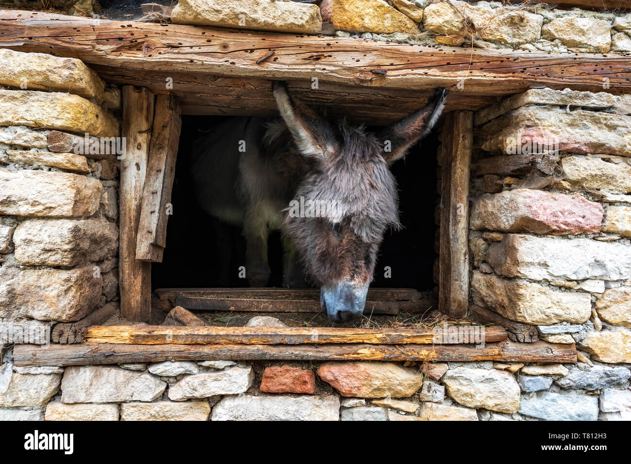 Portrait of donkey looking through window of old stone building Stock ...