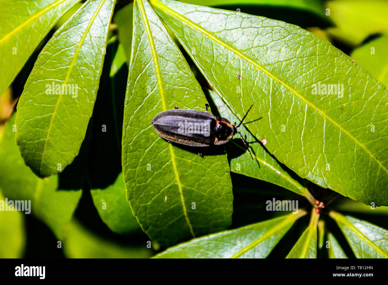 Insects spring hi-res stock photography and images - Alamy