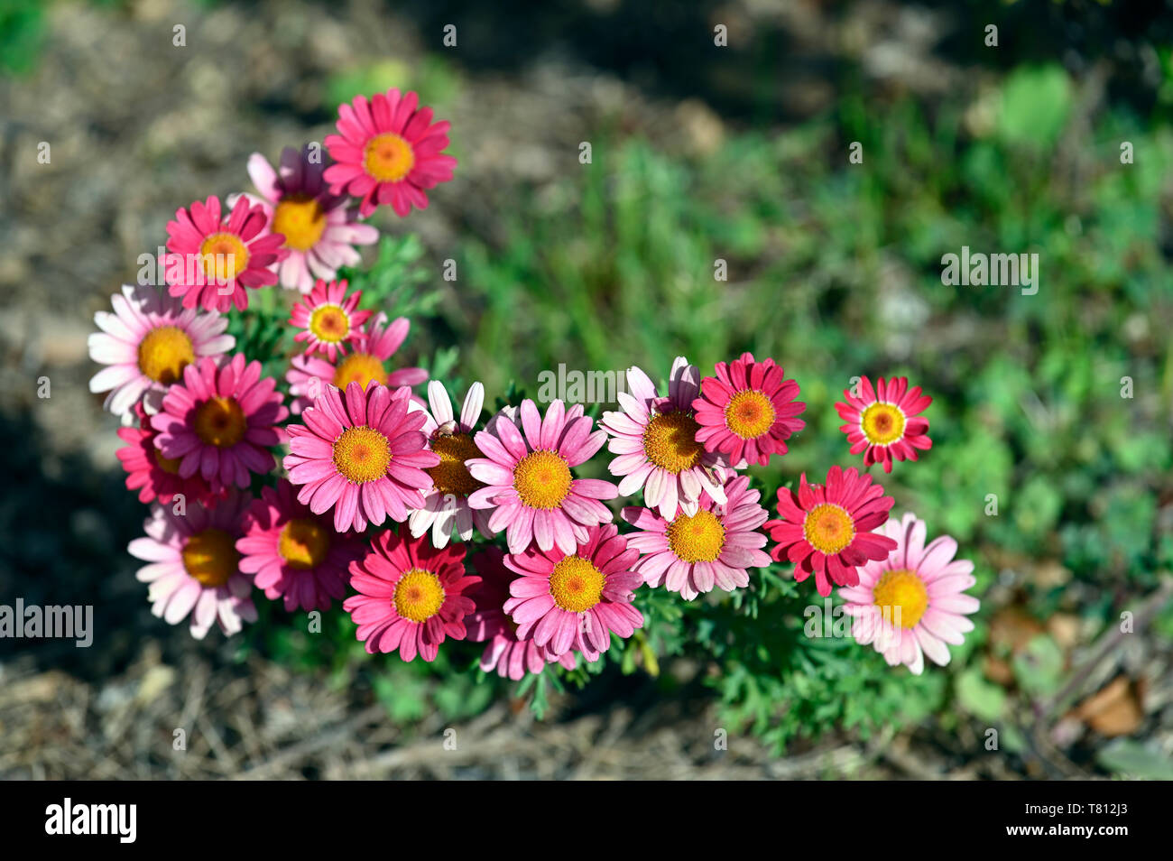 Daisies springtime hi-res stock photography and images - Alamy