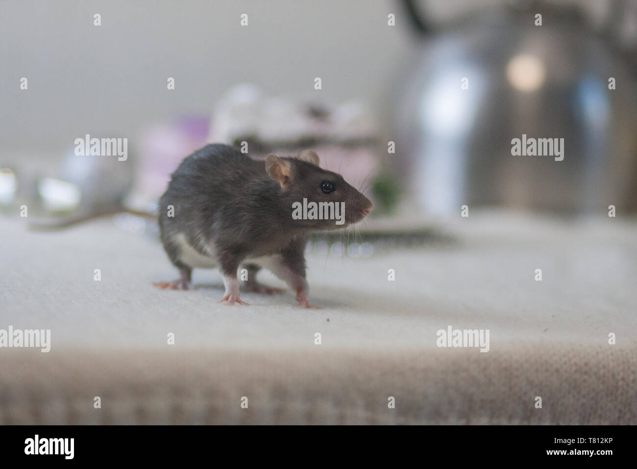 The good the bad and the ugly poster hi-res stock photography and ...