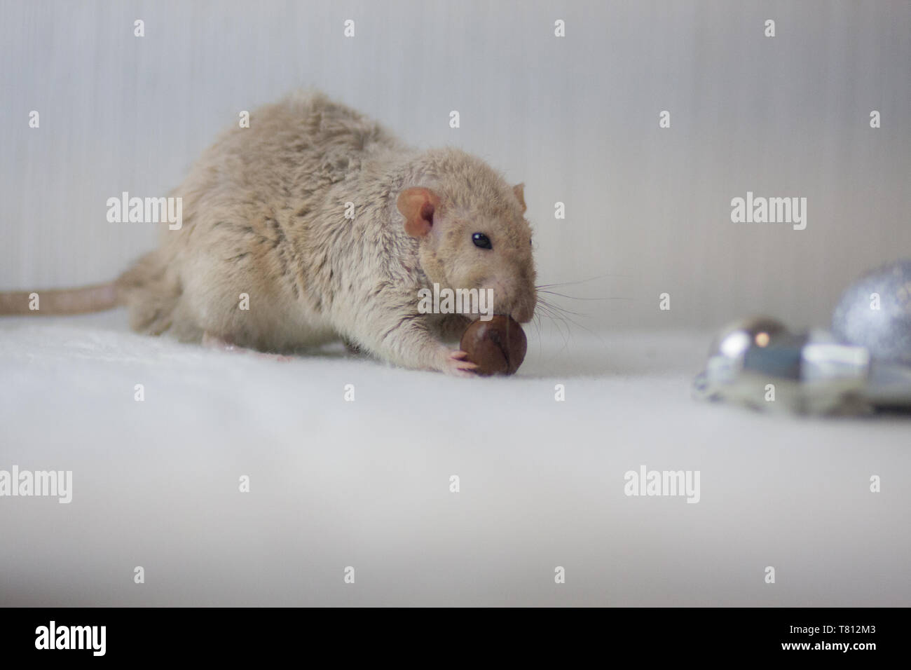Strong teeth concept. White mouse eating a nut. Light rat gnaws a ...