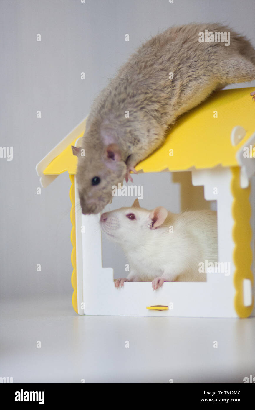 The concept of separate housing. To buy a house. White mouse in the ...