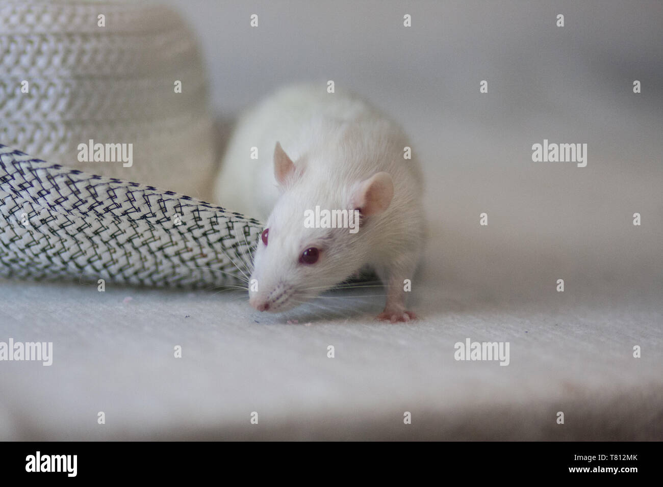 White mouse and hat. Light rat in a headdress from the sun. UV ...