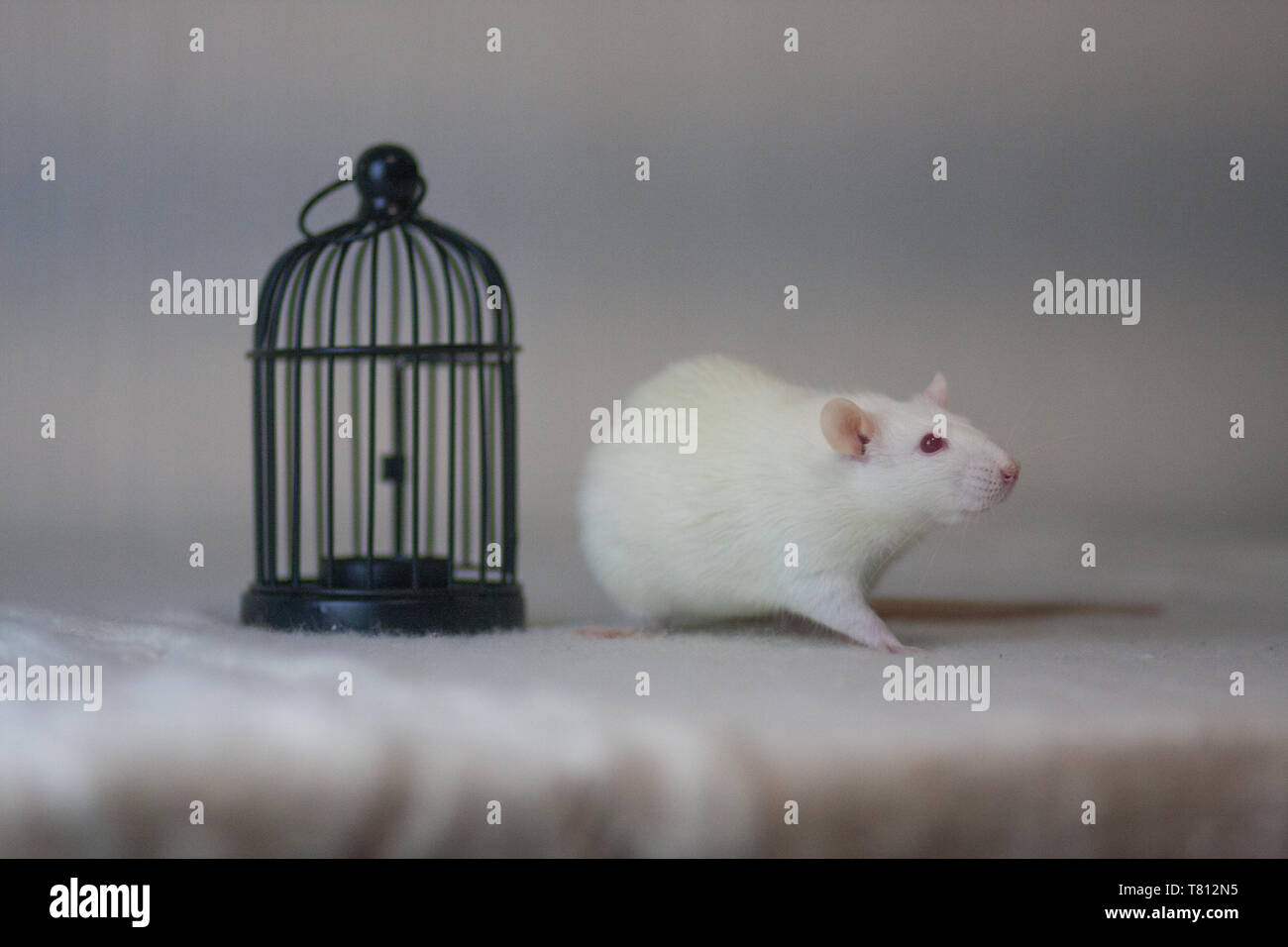 Break free cage hi-res stock photography and images - Alamy