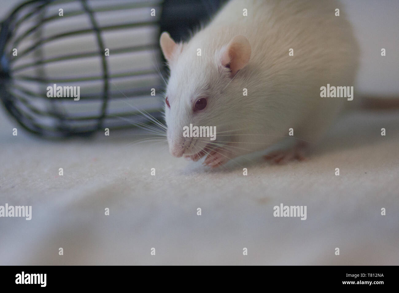 The concept of liberation. Get free. Get rid of the shackles. White ...