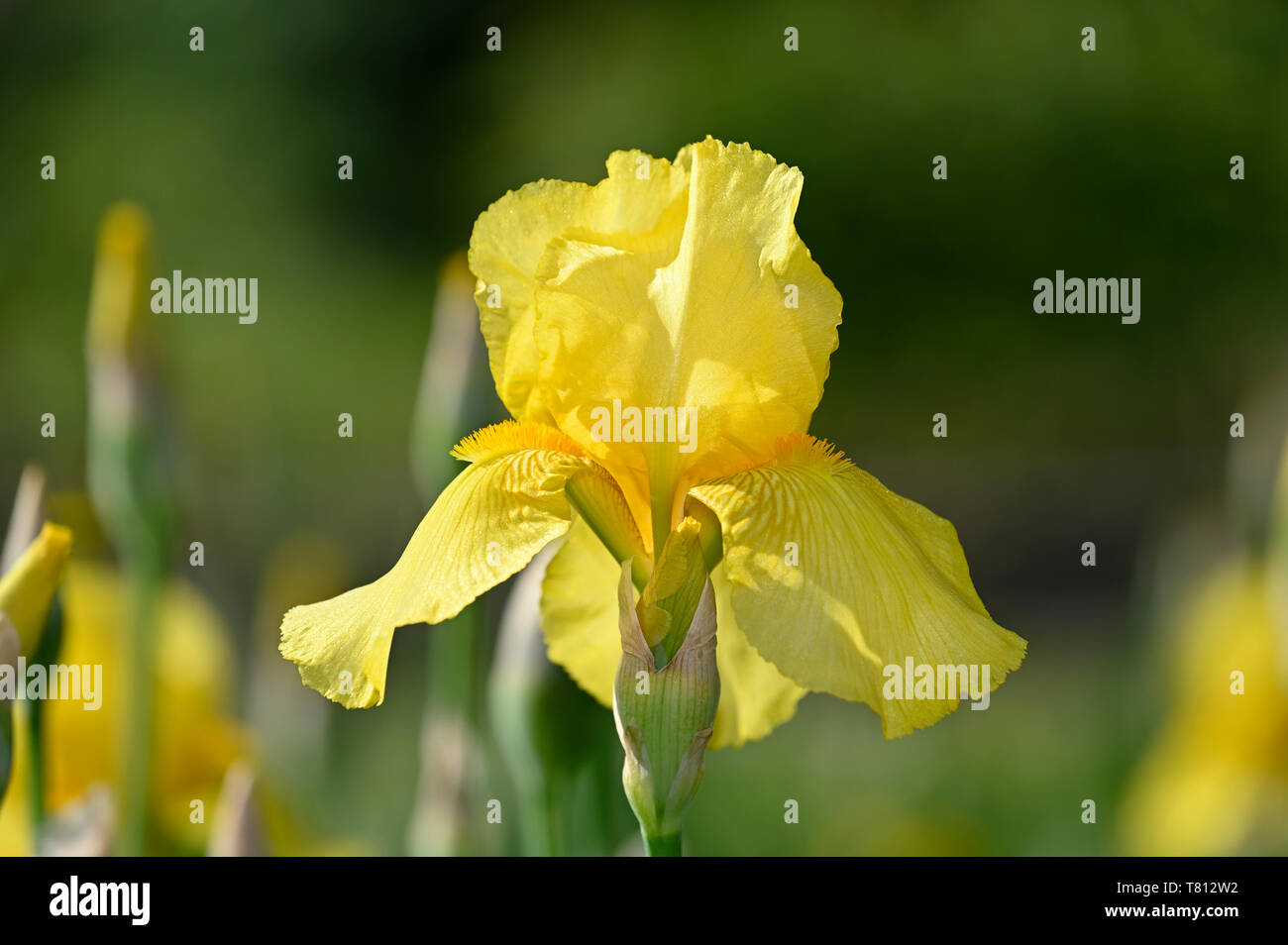 Iris flora hi-res stock photography and images - Alamy