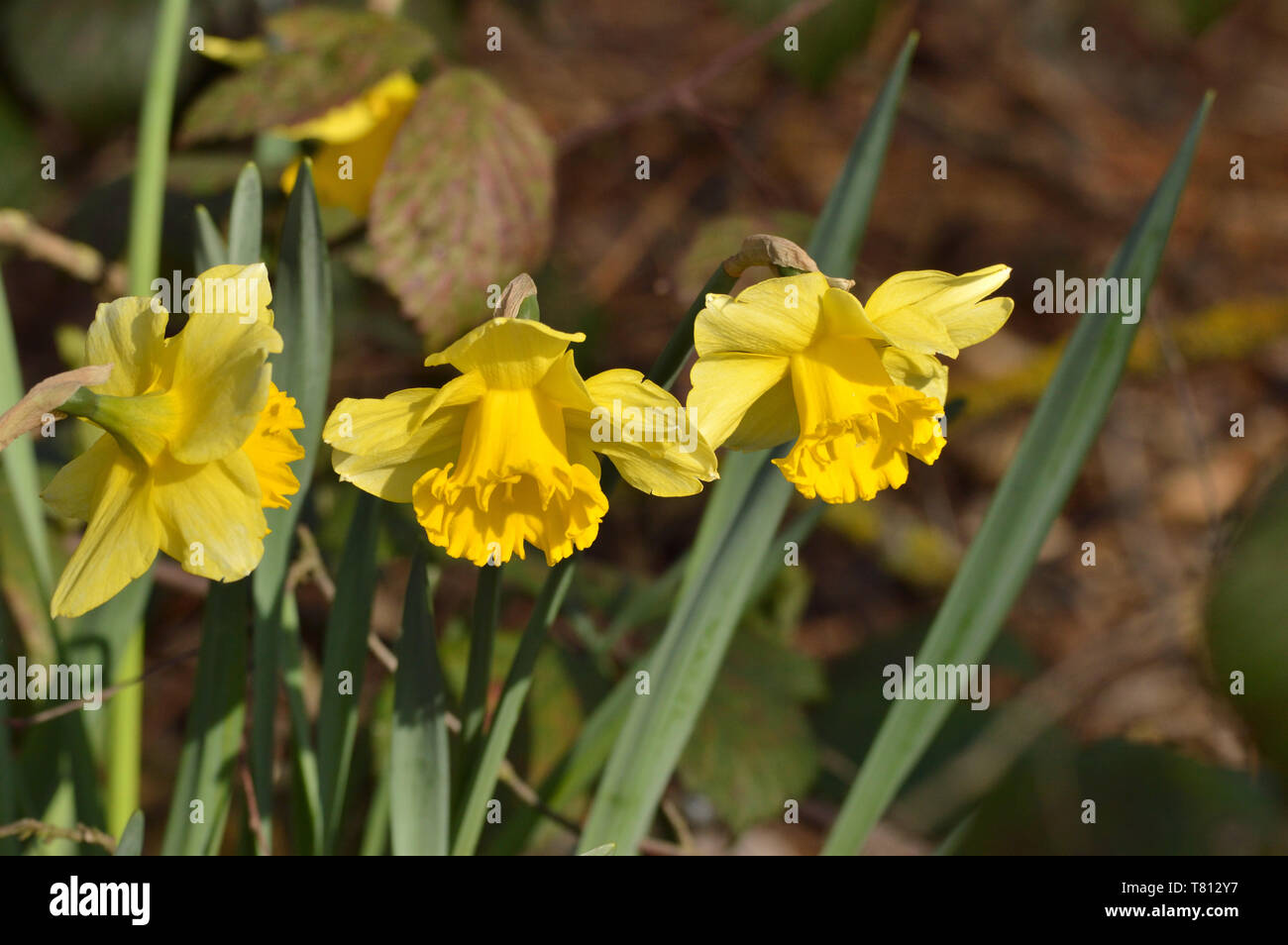 Daffodils london england uk hi-res stock photography and images - Alamy