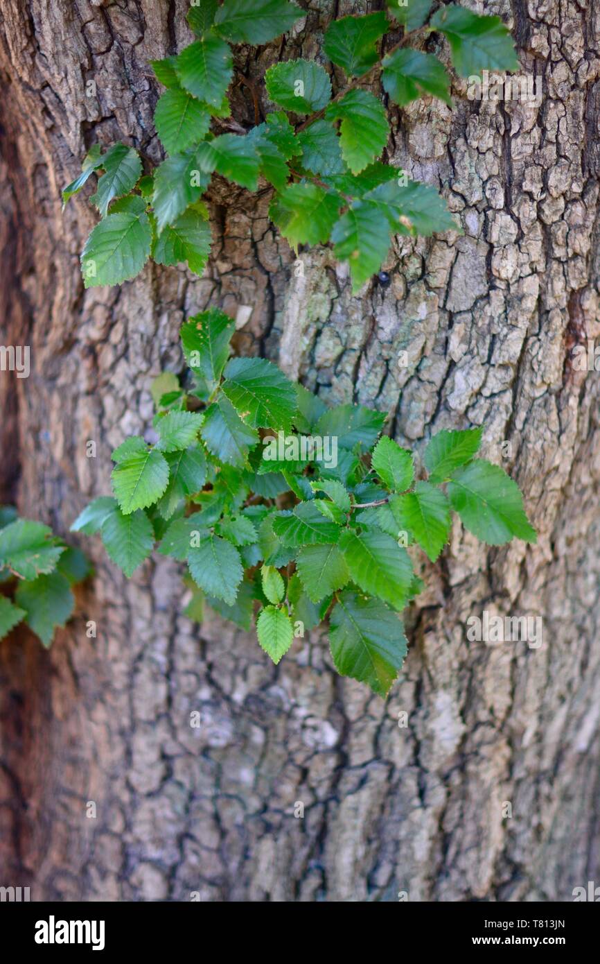 Elm tree bark hi-res stock photography and images - Alamy