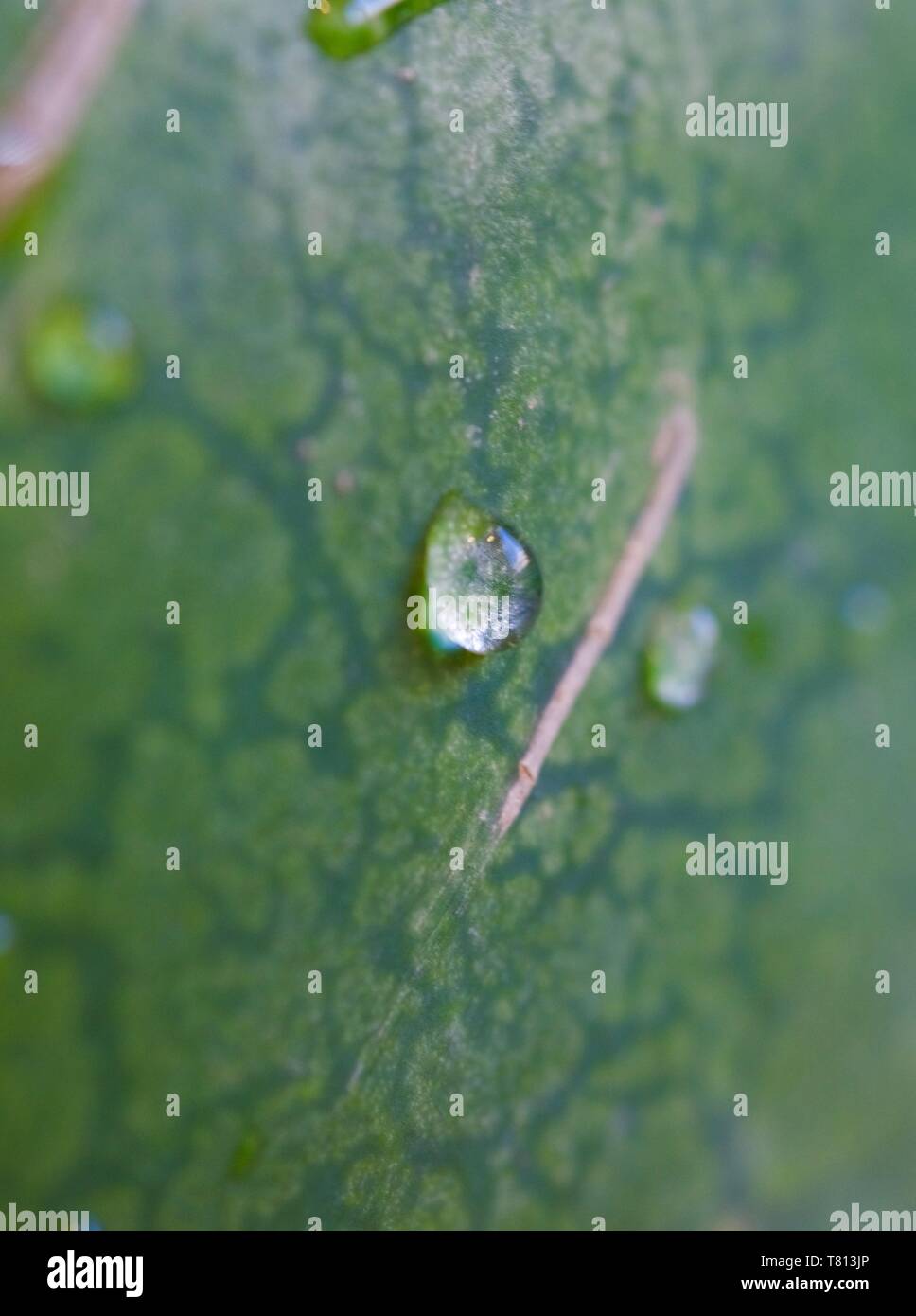 A drop of water on a watermelon skin Stock Photo - Alamy