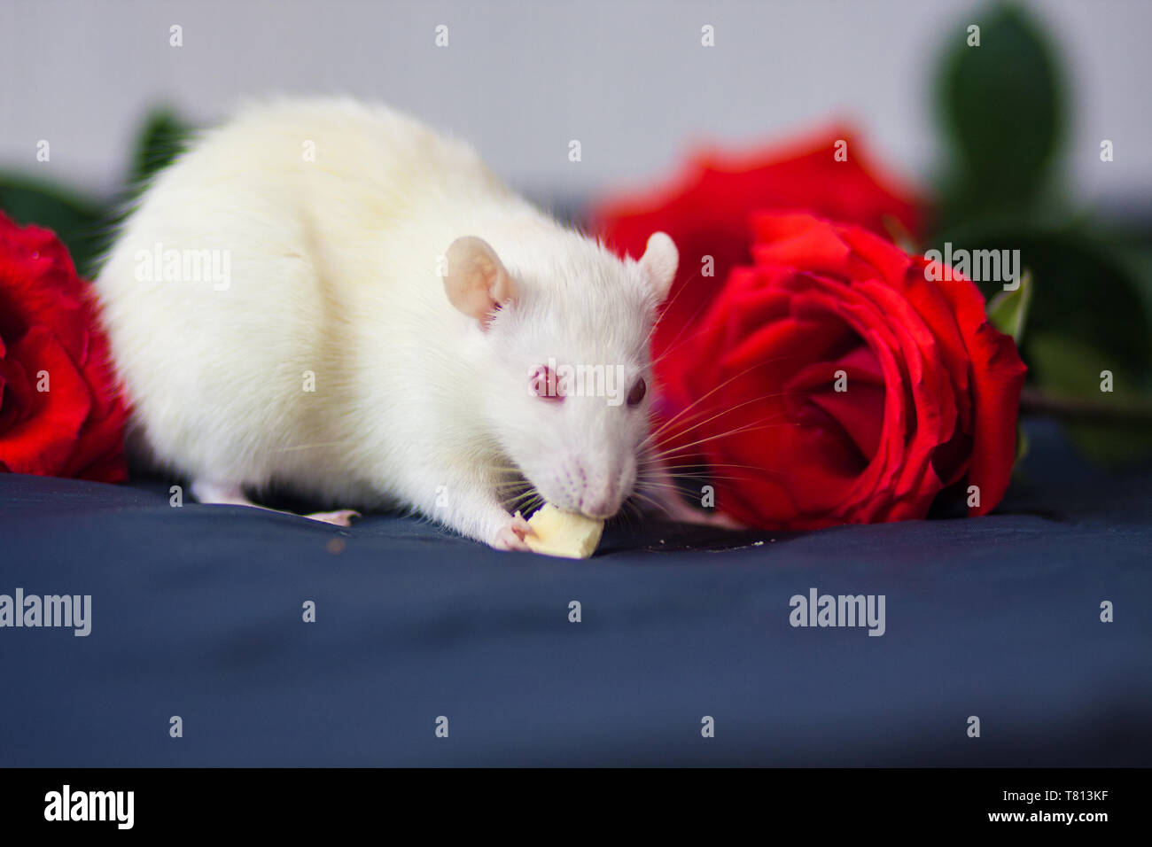 White rat with roses. The mouse eats on the background of flowers. Pets ...