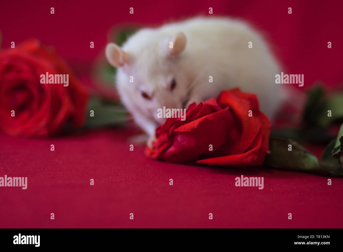 The concept of perfume with the scent of roses. A white rat sniffs a ...
