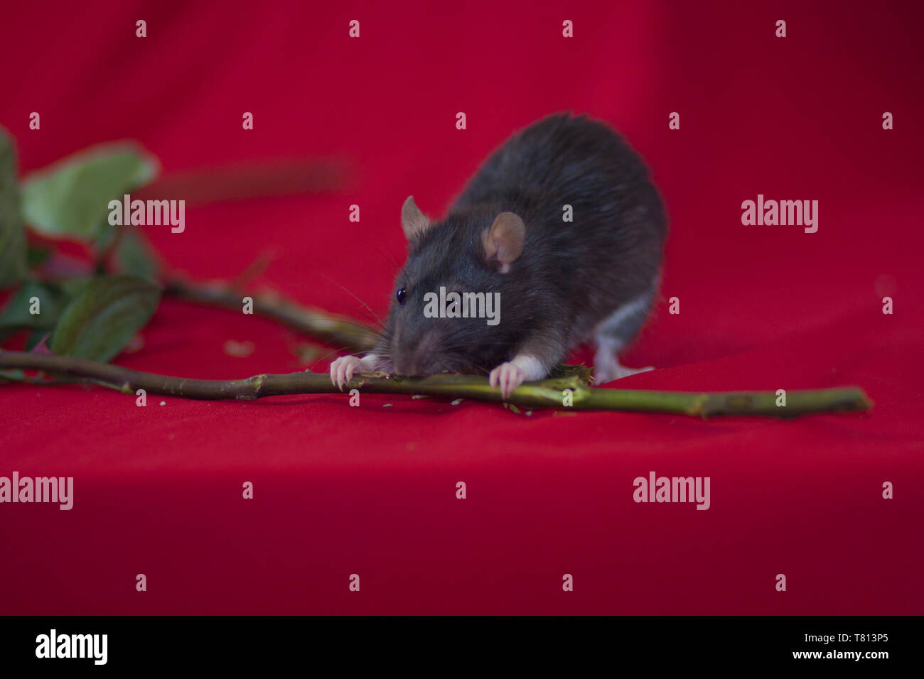 Nibbles the mouse hi-res stock photography and images - Alamy