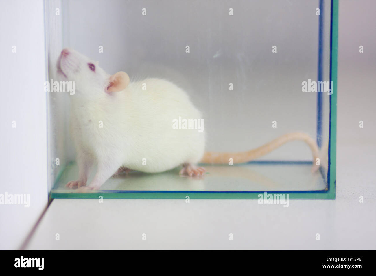 Aquarium pest hi-res stock photography and images - Alamy