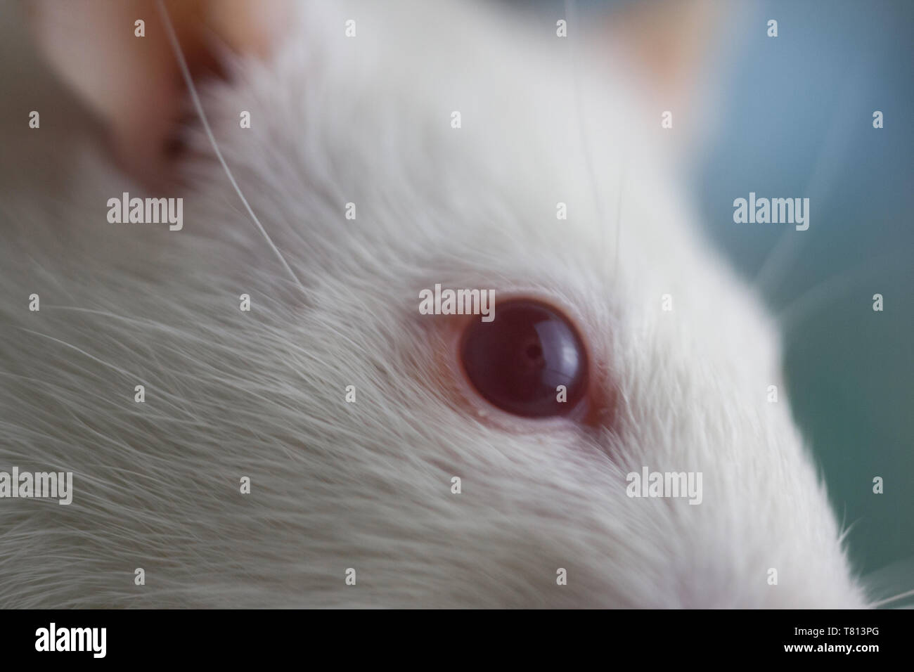 How to look professionally hi-res stock photography and images - Alamy