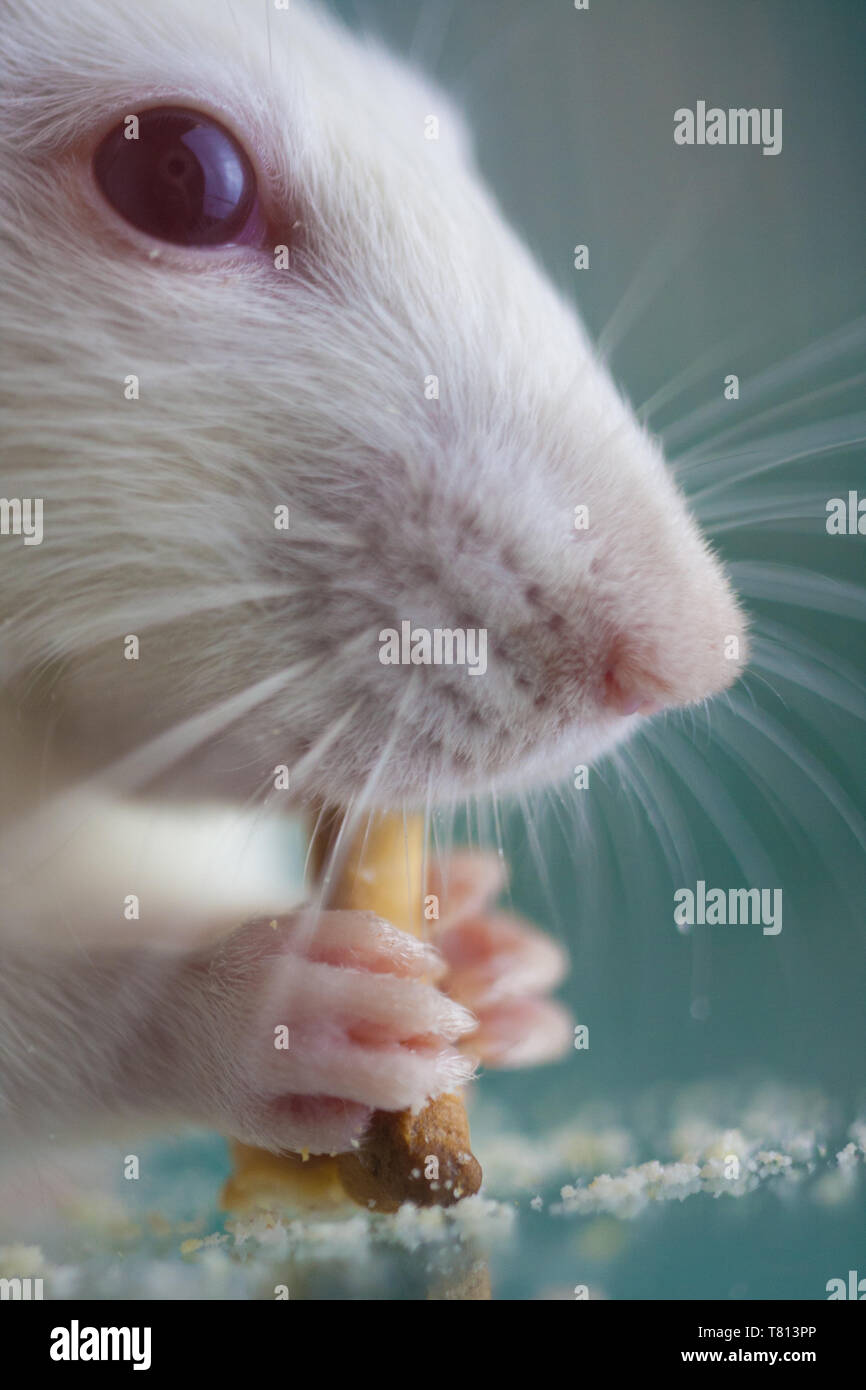 White rat gnaws food. The mouse is eating. Muzzle rat close-up Stock ...