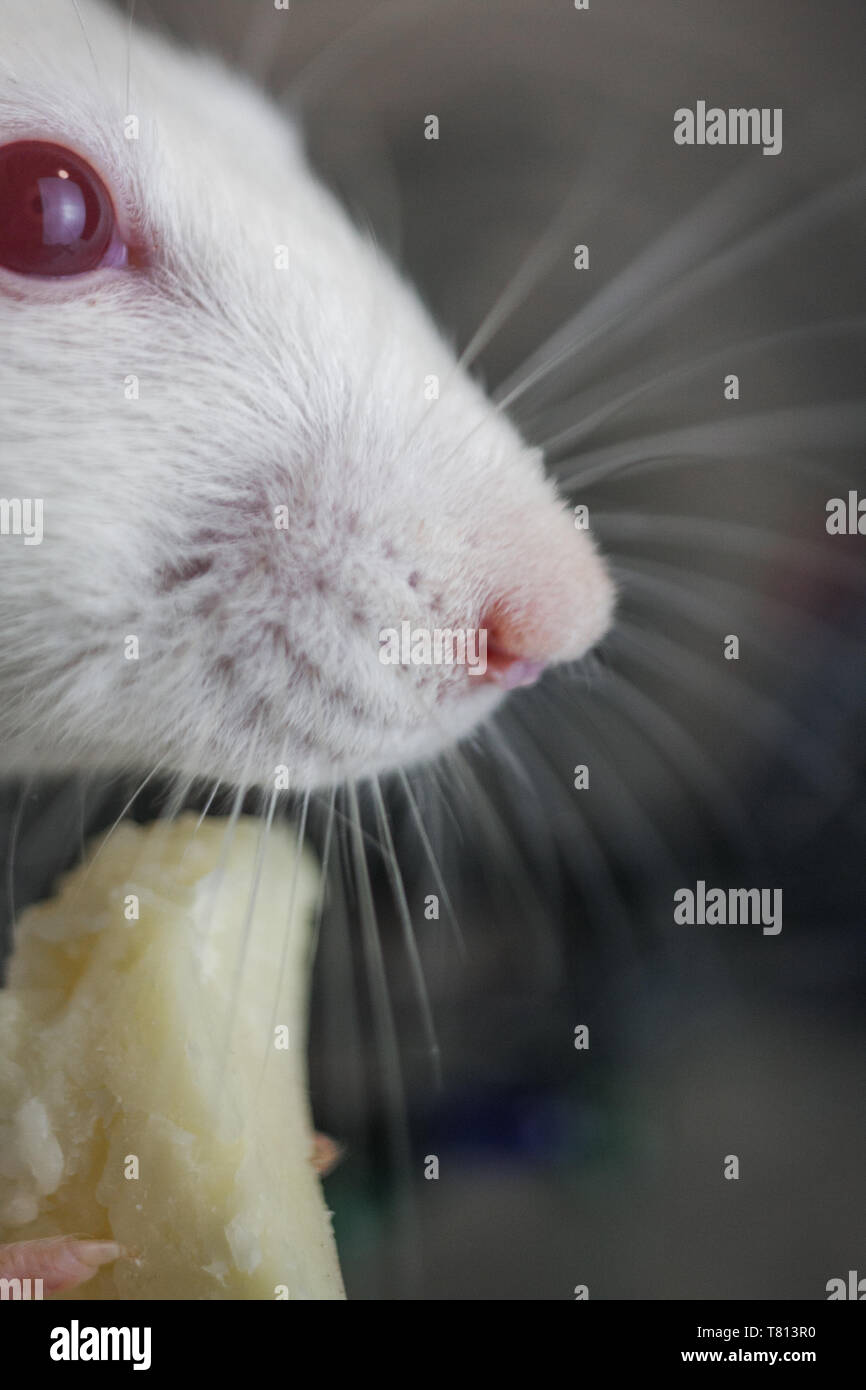 Muzzle of a white rat in profile. The mouse is looking forward. Closeup ...