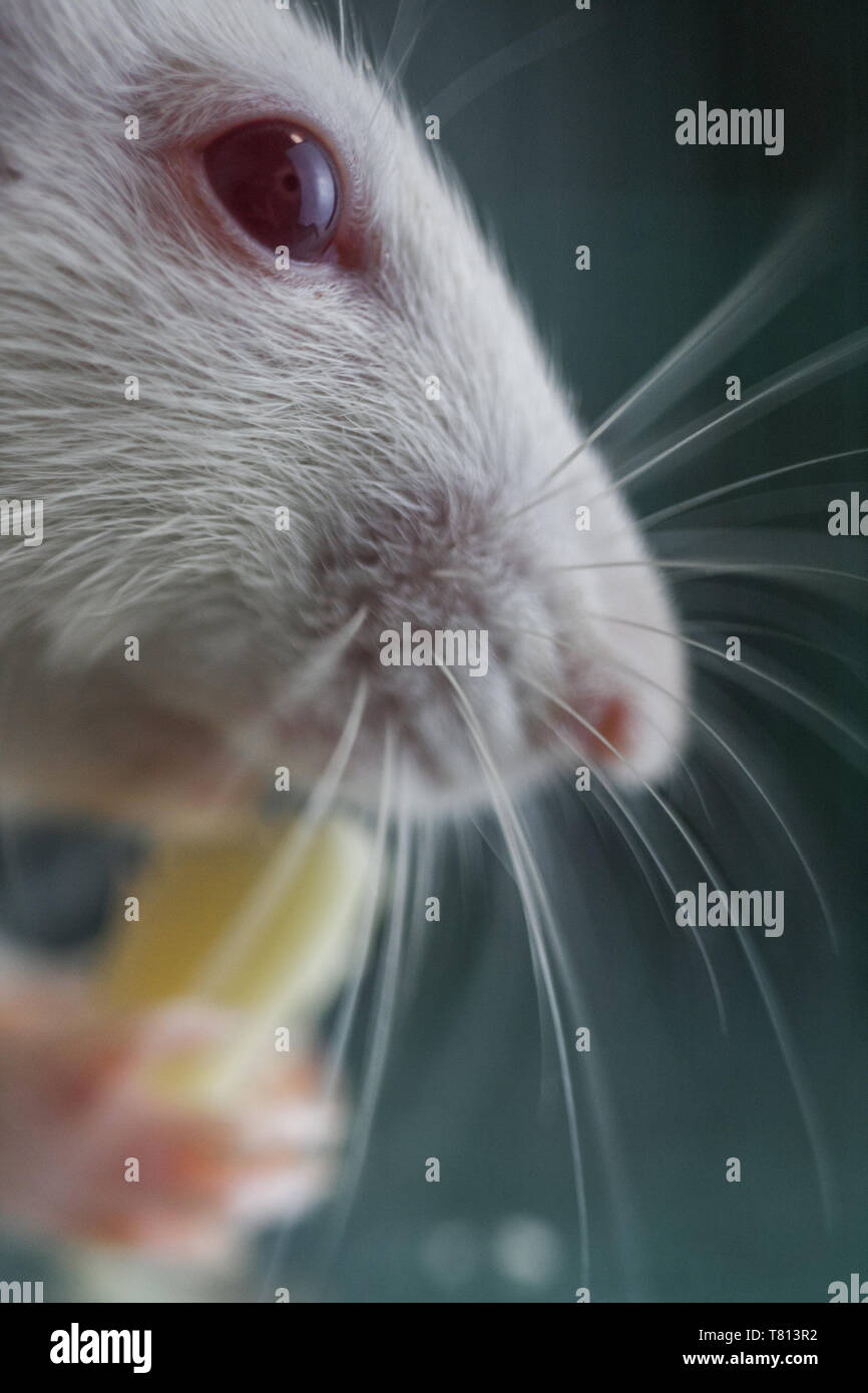 Eye of a mouse close up. White rat looks ahead. Big muzzle mouse Stock ...