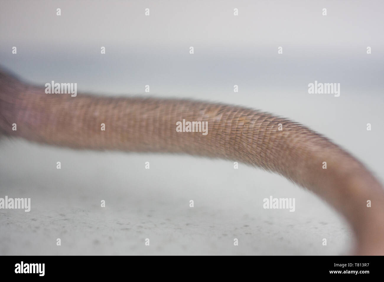 Rat tail hi-res stock photography and images - Alamy