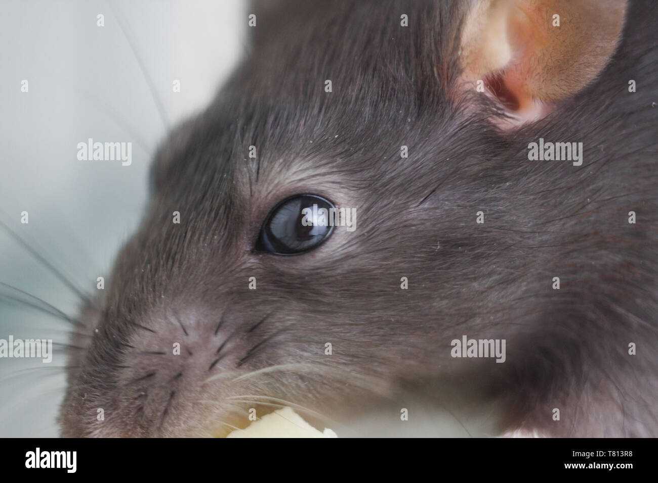 The concept is a keen eye. Gray rat looks straight. Mouse piercing gaze ...