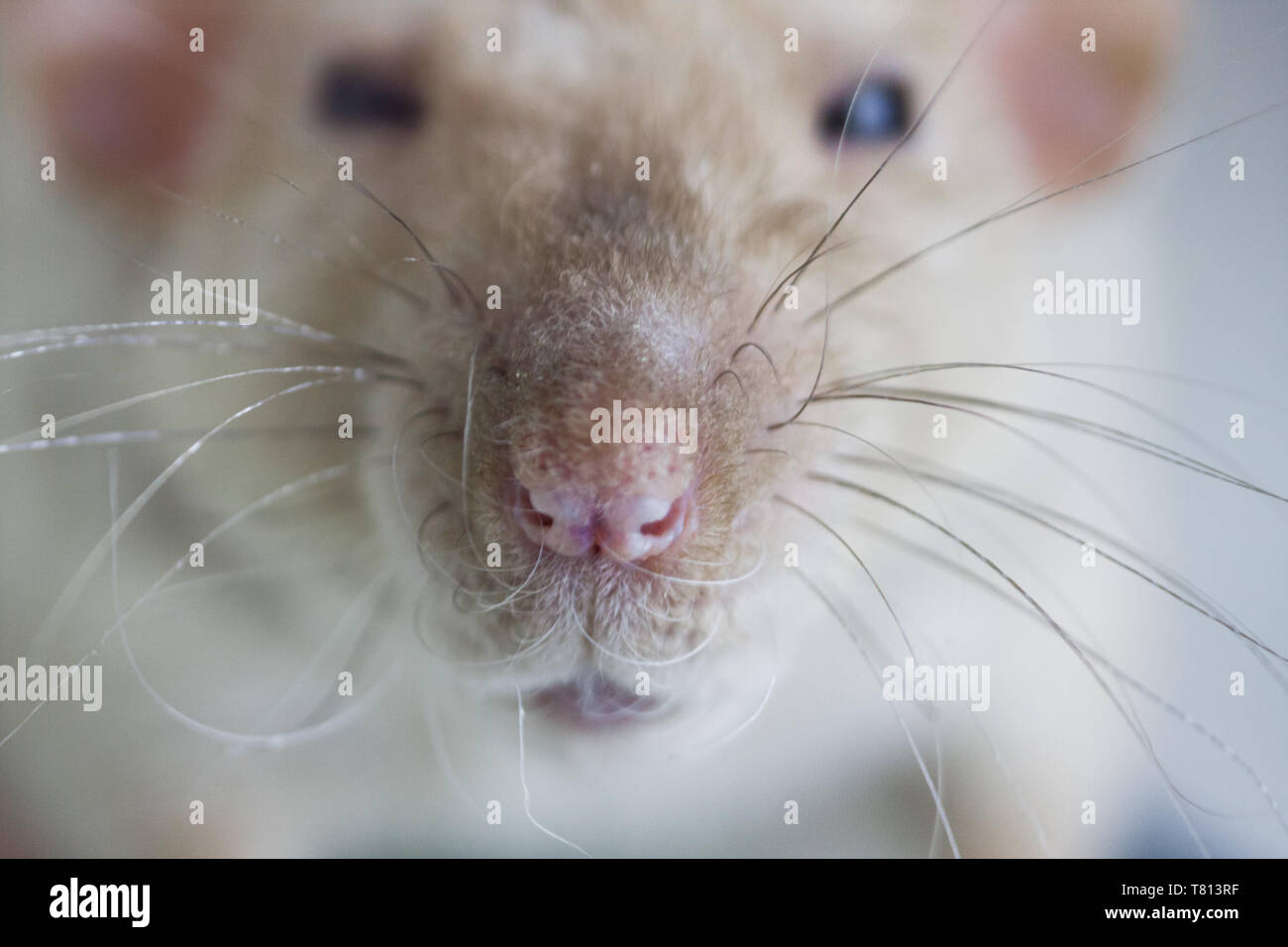Concept of nose. Muzzle rat close-up. Mouse big nose Stock Photo - Alamy