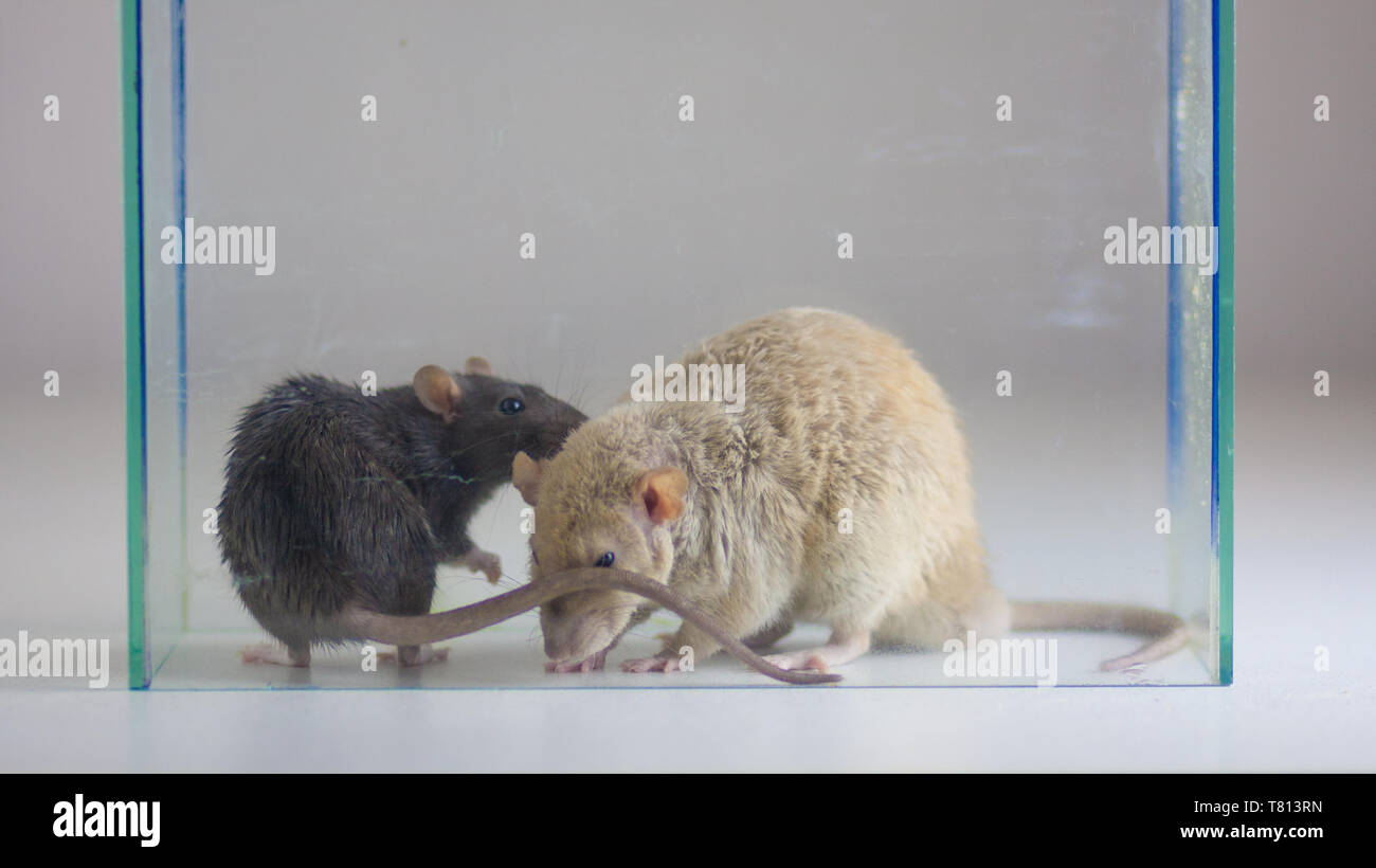 Two rats in the terrarium. Mice behind the glass. Animals sniff each ...