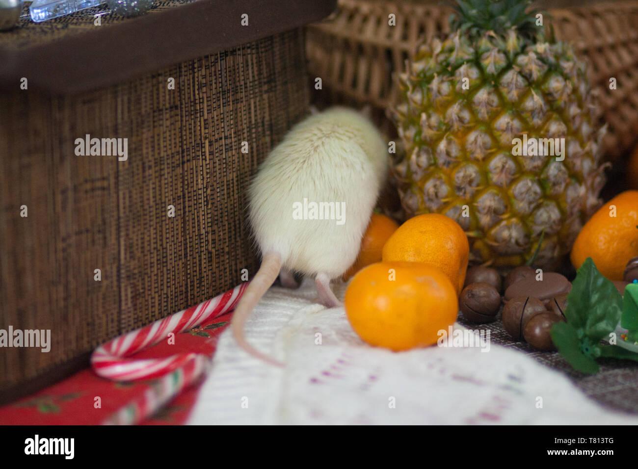 The pineapple thief hi-res stock photography and images - Alamy