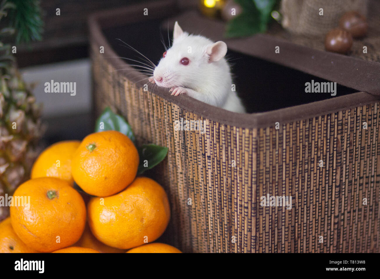 Mouse fruit box hi-res stock photography and images - Alamy