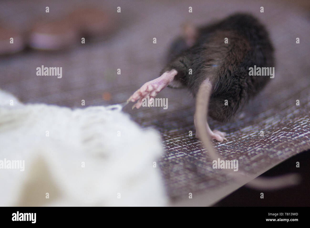 Gray mouse. dark rat. Mouse steals. the rat runs away. Rat ass. Mouse ...