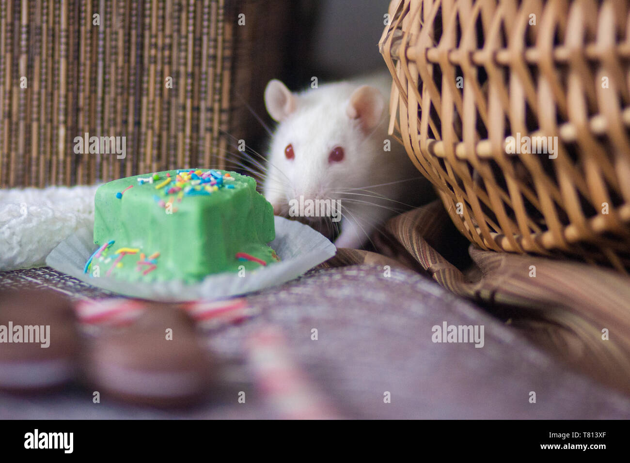 Concept of diet. Proper nutrition. White mouse. White rat. High-calorie ...