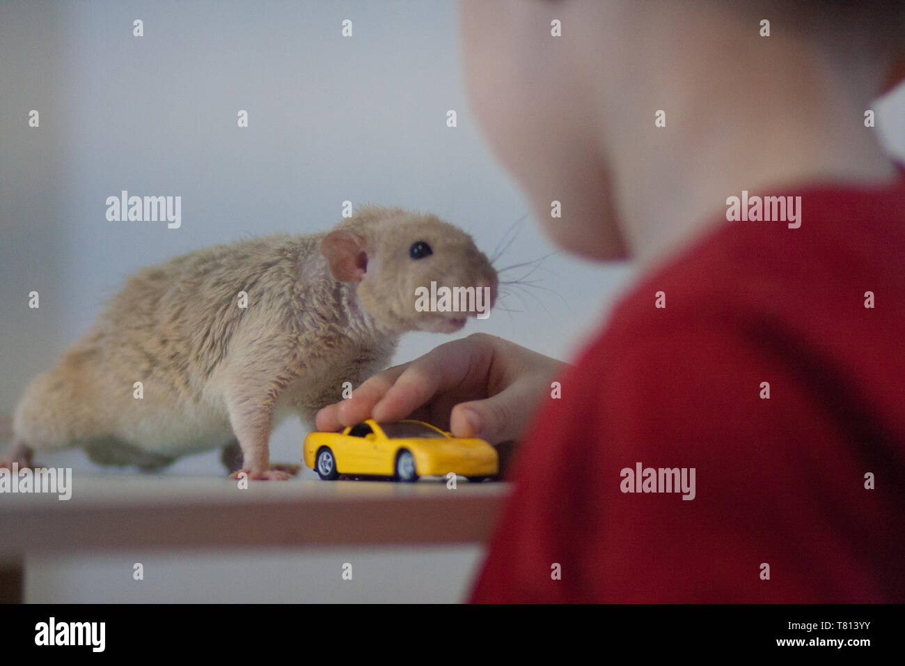 Mouse and boy. Friendship between child and animal. Beige rat on the ...