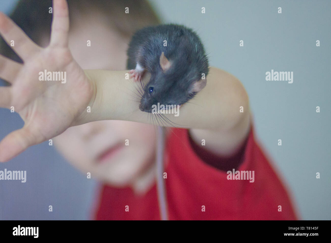 The concept of fear of heights. The gray rat looks down on the boy's ...