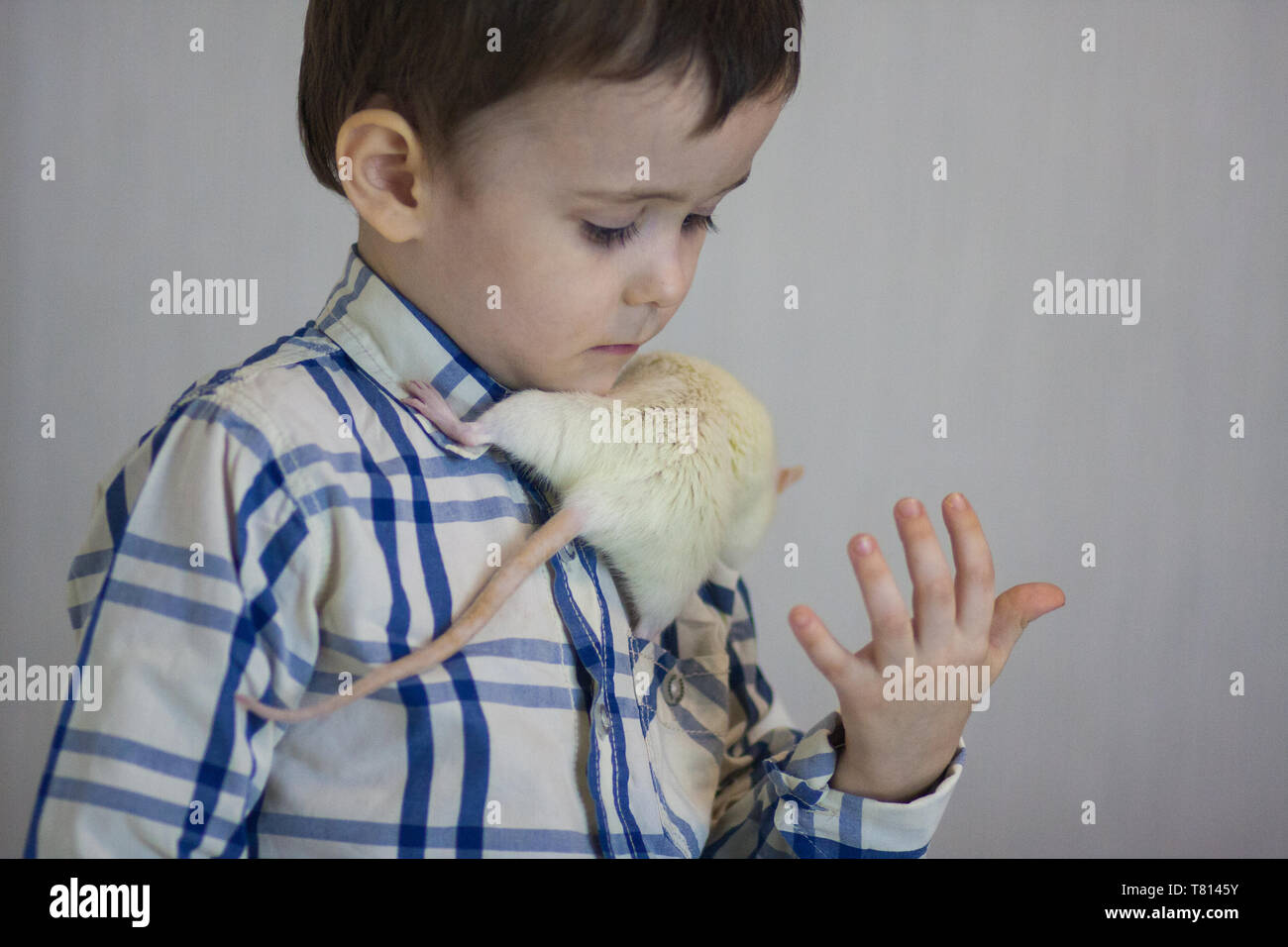 A little boy is playing with a white rat. The mouse crawls over the ...