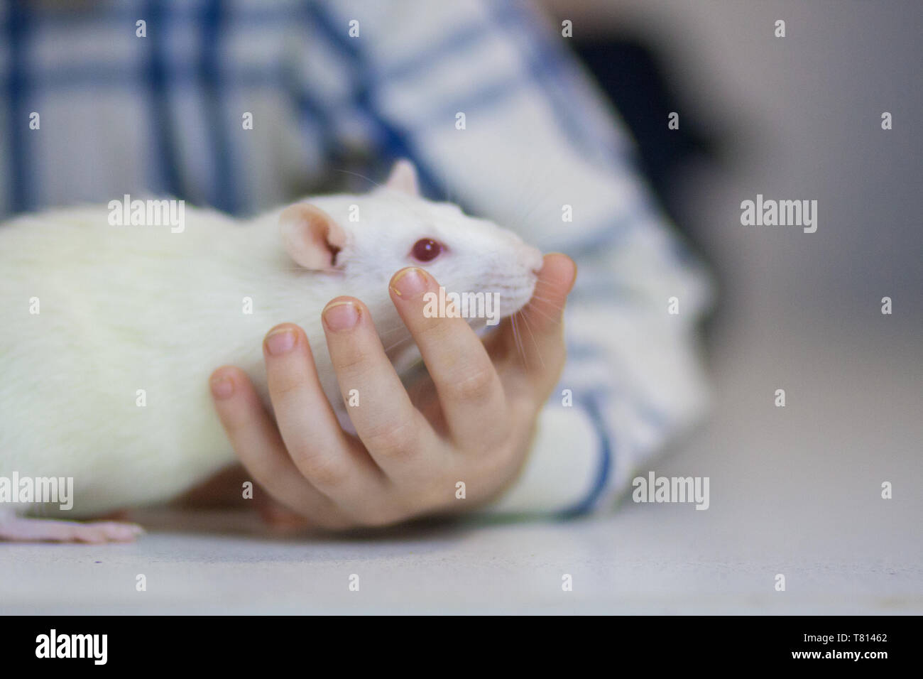 White rat in hand close up. The mouse sniffs the finger. The child ...