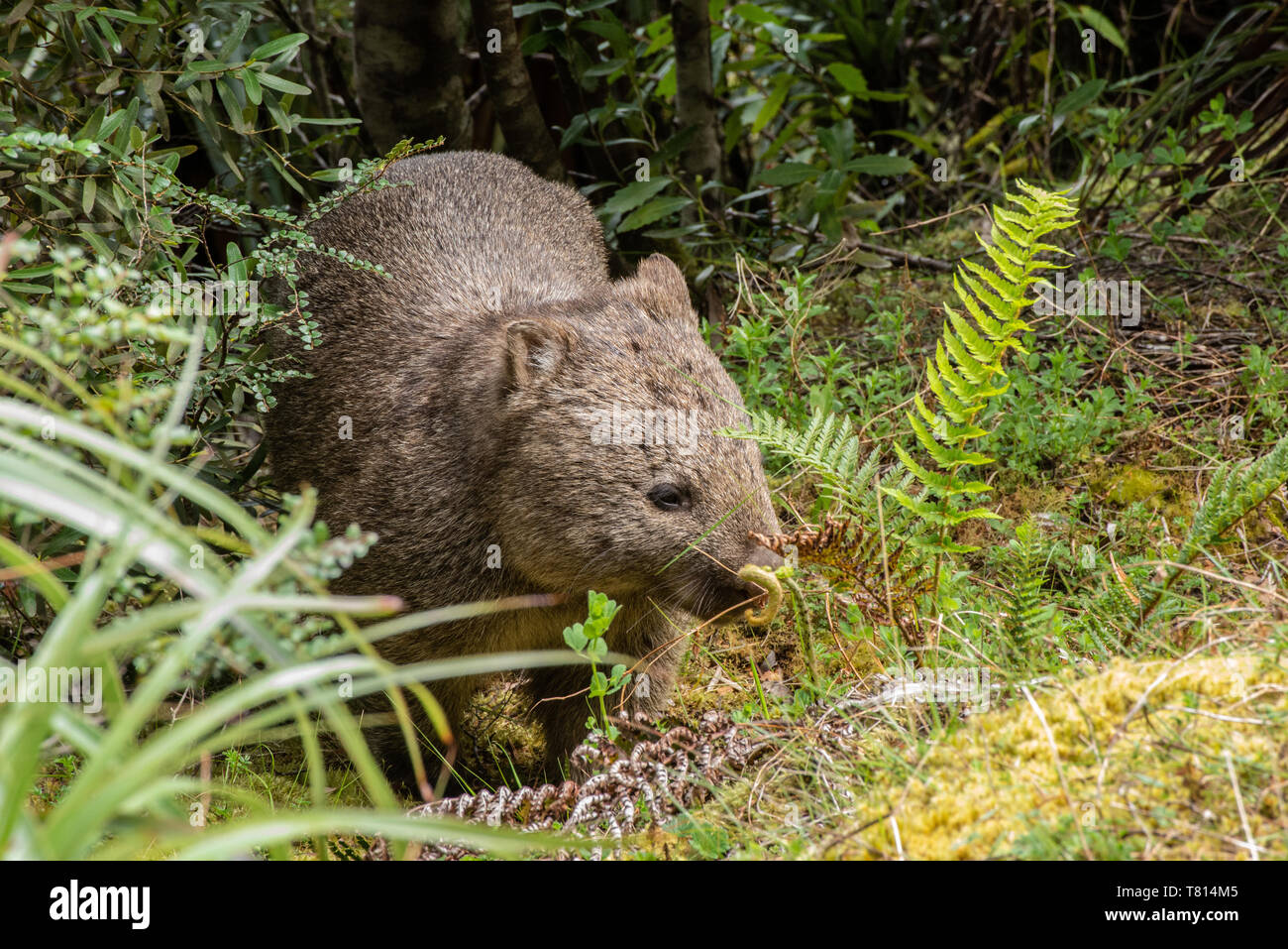 Wombat in the wild Stock Photo - Alamy