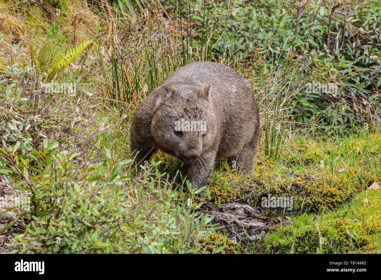 Australian wild animals hi-res stock photography and images - Alamy