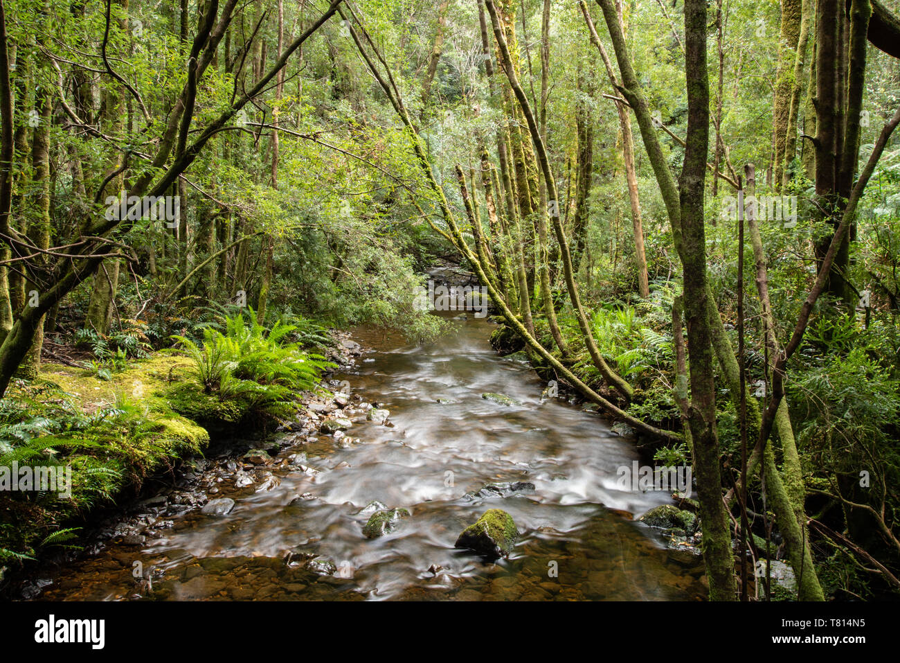 Stream in forest Stock Photo - Alamy