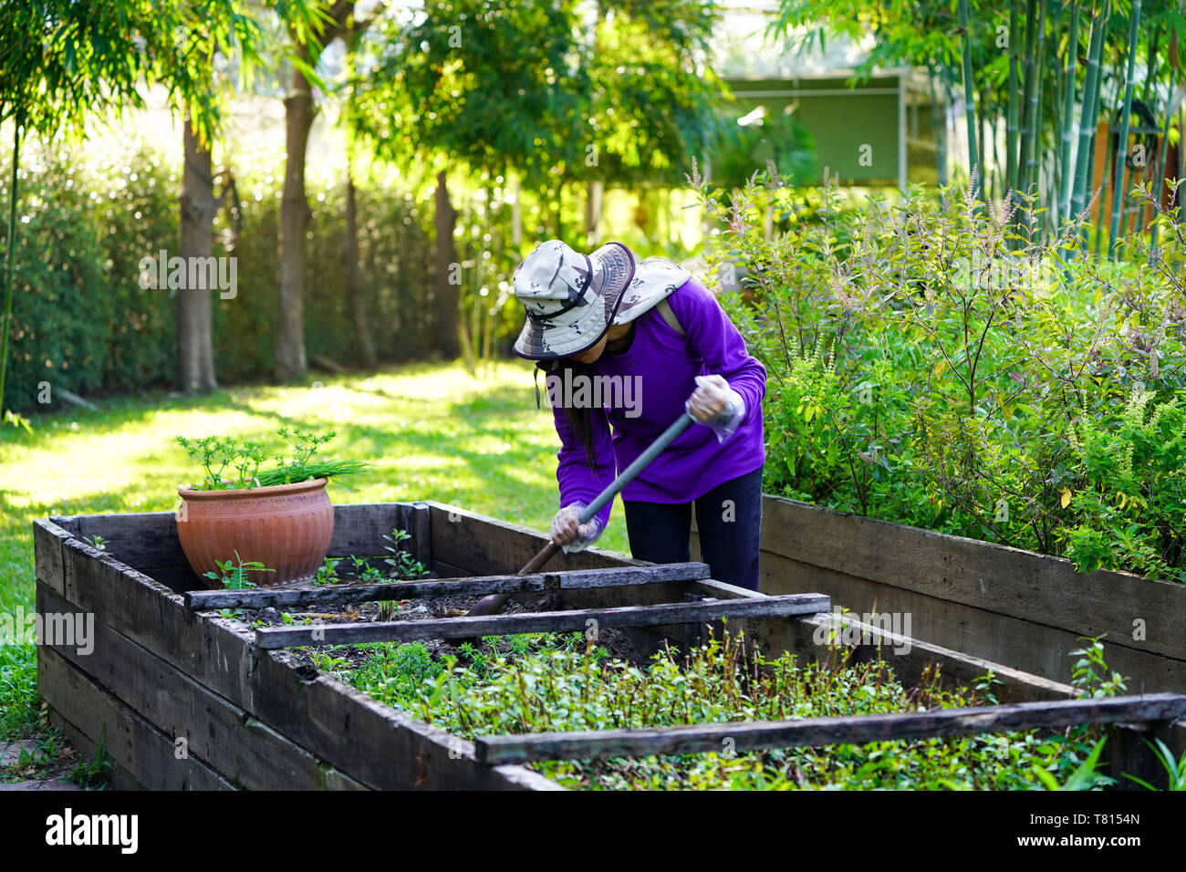 Graden worker taking care the plant in the garden Stock Photo - Alamy