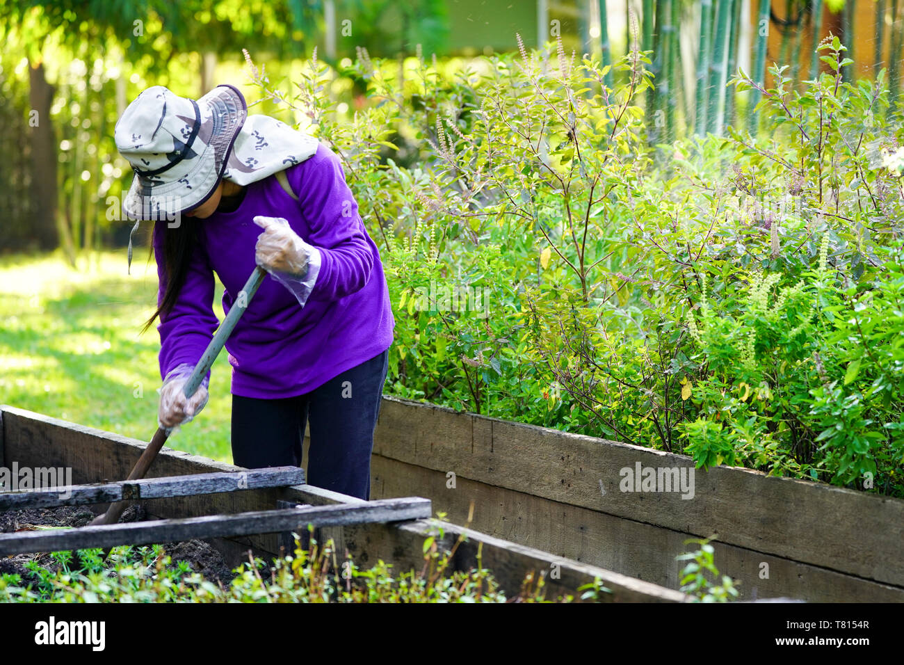 Graden worker taking care the plant in the garden Stock Photo - Alamy