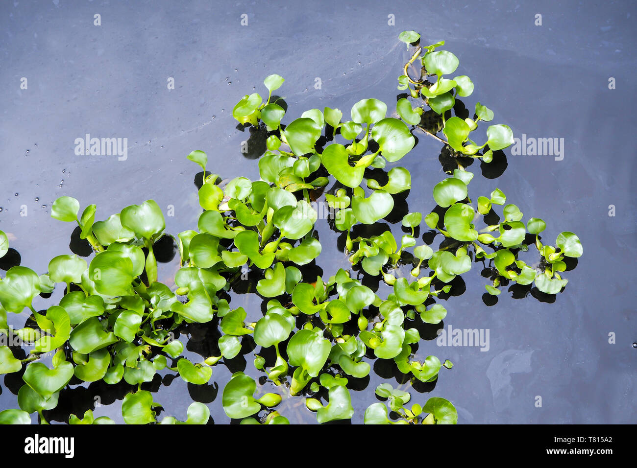 Top view of common water hyacinth floating on the wastewater surface of ...