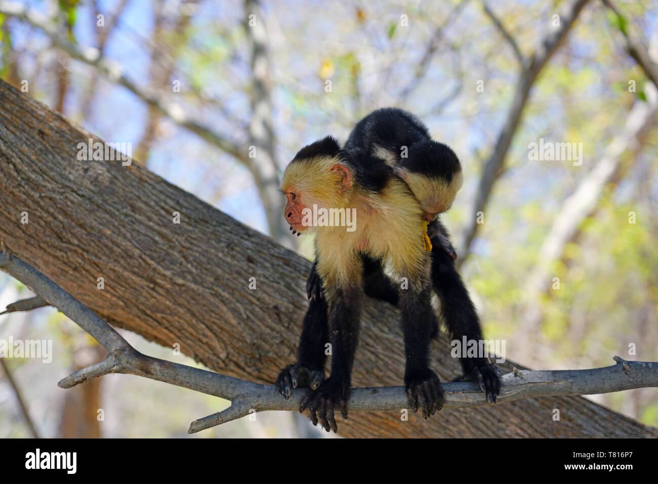 A baby white-headed capuchin monkey (cebus capucinus) on his mother’s ...