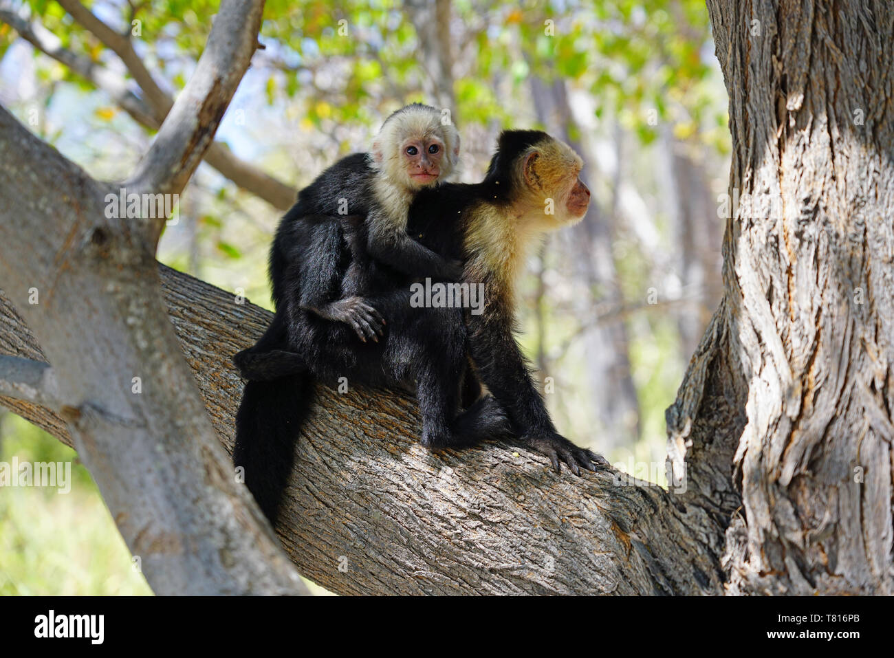 A baby white-headed capuchin monkey (cebus capucinus) on his mother’s ...