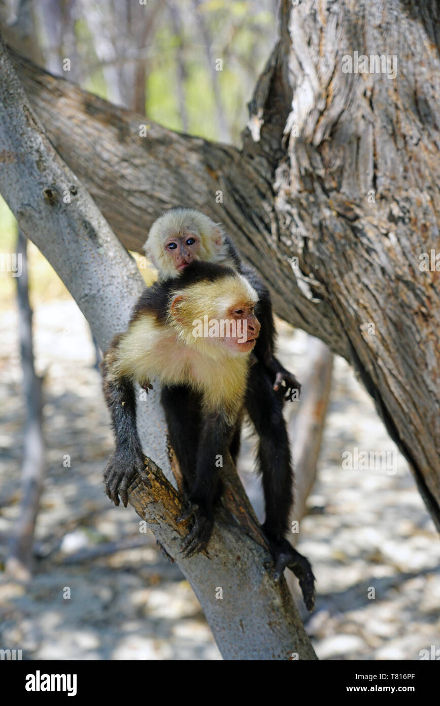 A baby white-headed capuchin monkey (cebus capucinus) on his mother’s ...