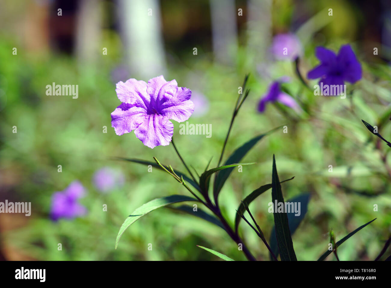 Purple tropical flowers of Ruellia Simplex (Mexican bluebell or petunia ...