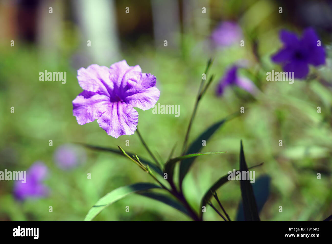 Purple tropical flowers of Ruellia Simplex (Mexican bluebell or petunia ...