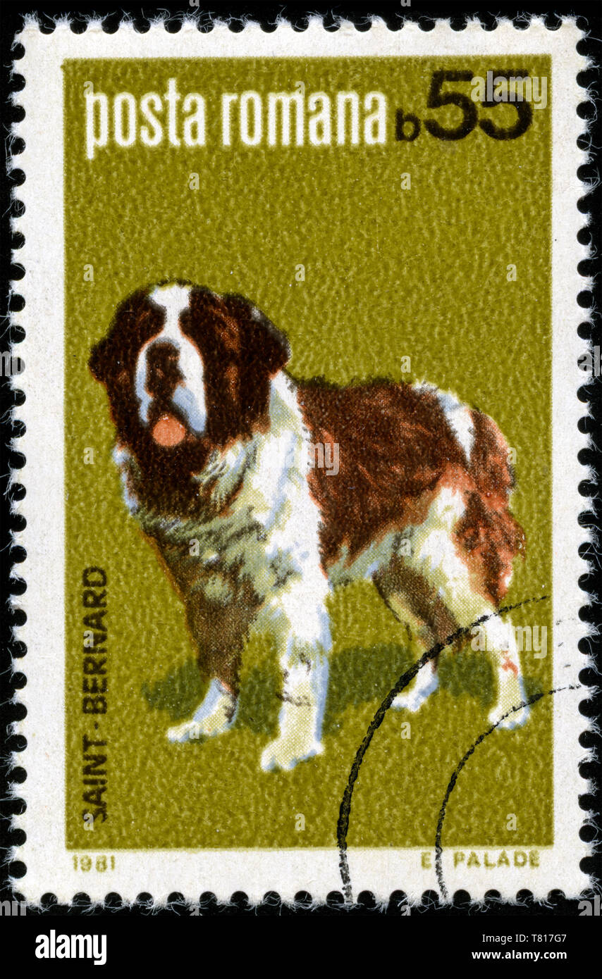 Postage stamp from Romania in the Dogs series issued in1981 Stock Photo ...