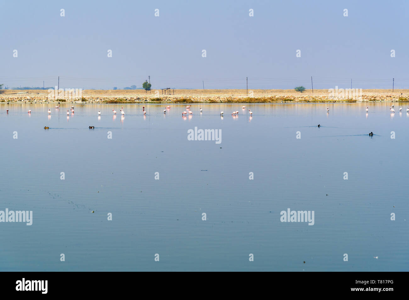 Sambhar lake rajasthan hi-res stock photography and images - Alamy