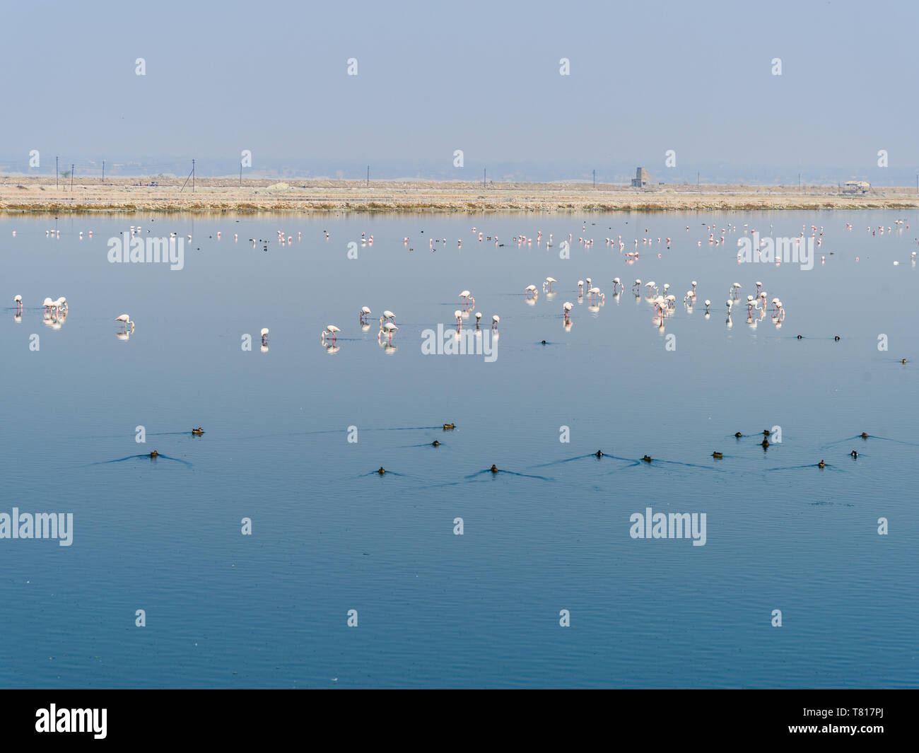 Sambhar lake rajasthan hi-res stock photography and images - Alamy