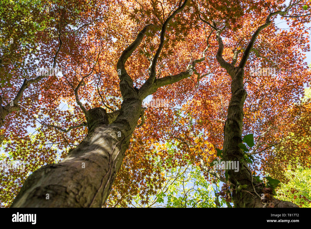 Colorful treetops hi-res stock photography and images - Alamy
