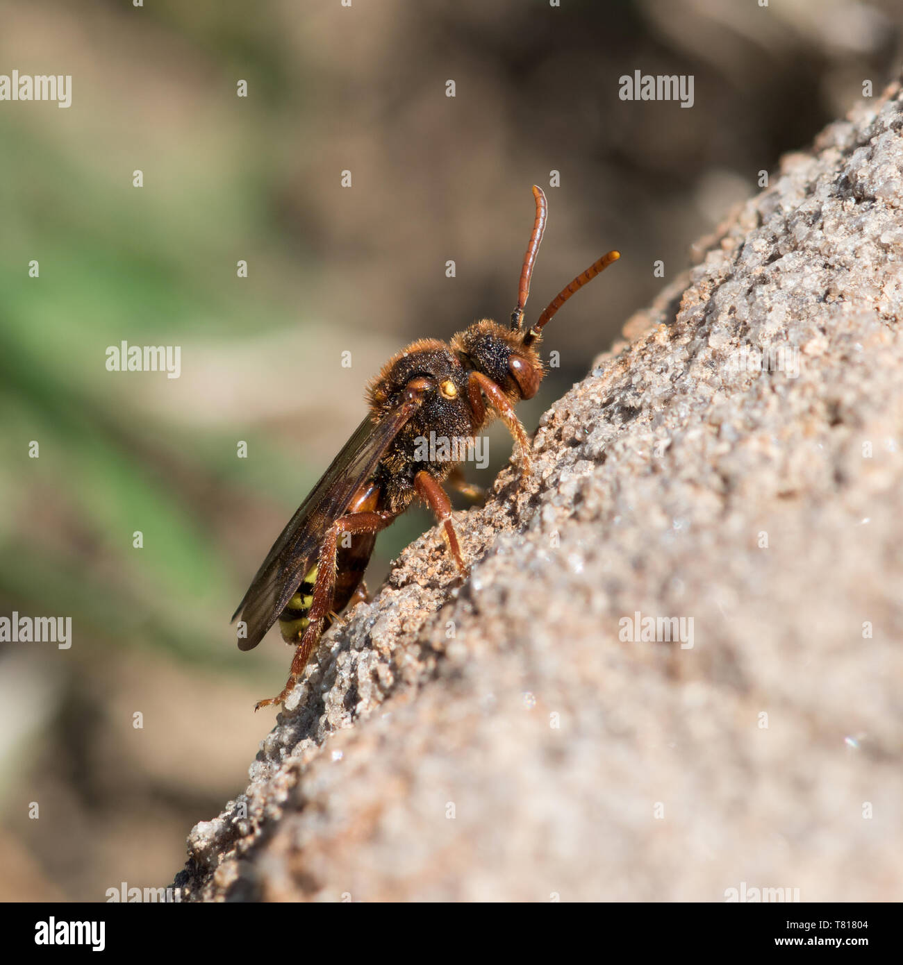 Nomad wasp Nomada flava, Peak District National Park, England Stock ...