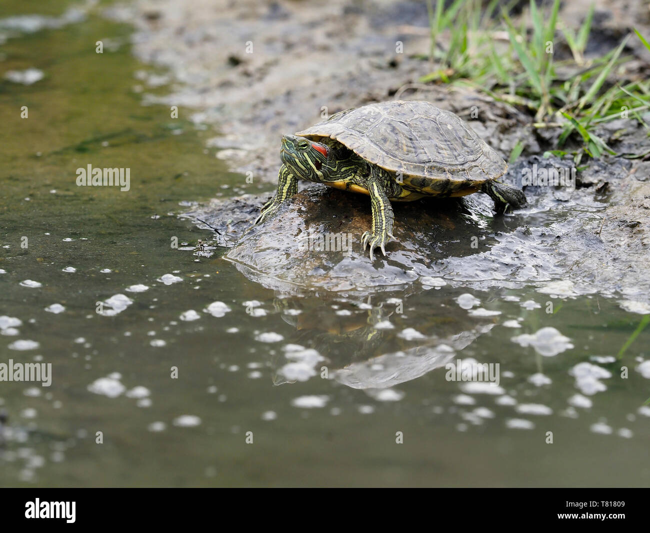 Red-eared slider, Trachemys scripta elegans, Bulgaria, April 2019 Stock ...